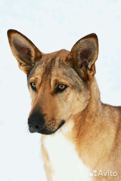 Статная Алиса невероятной красоты в дар в добрые р