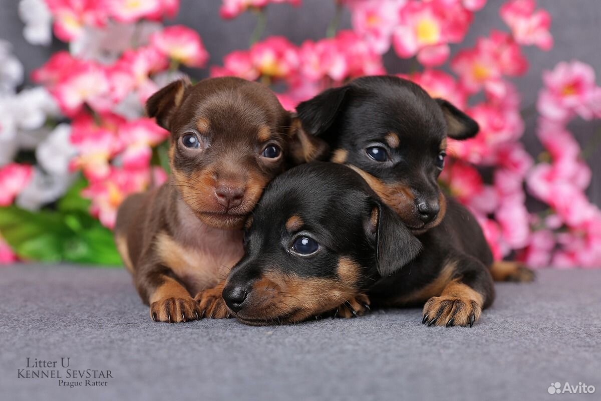 Детки конфетки # щенки пражского крысарика #