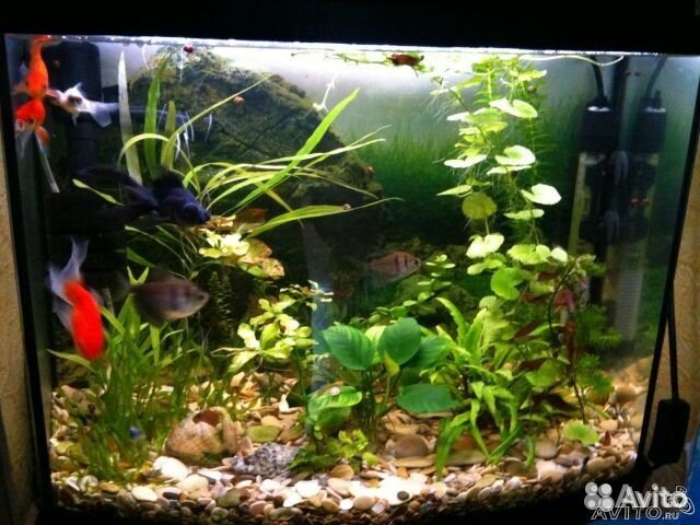 Аквариумы 15л и 32л, с рыбками и инвентарем