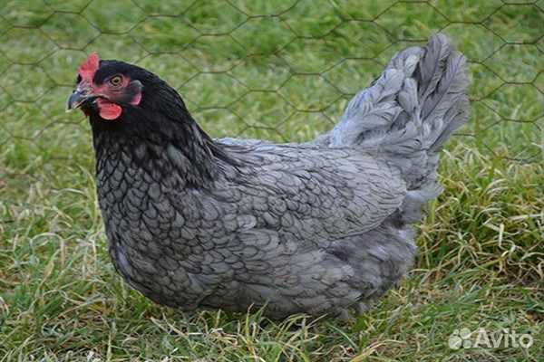 Молодки Чешского доминанта 4,5 мес