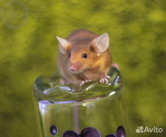 Декоративная мышь, короткошерстная, сатин, красный