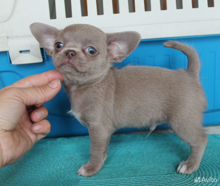 Мой герой - лиловый француз в душе и наяву