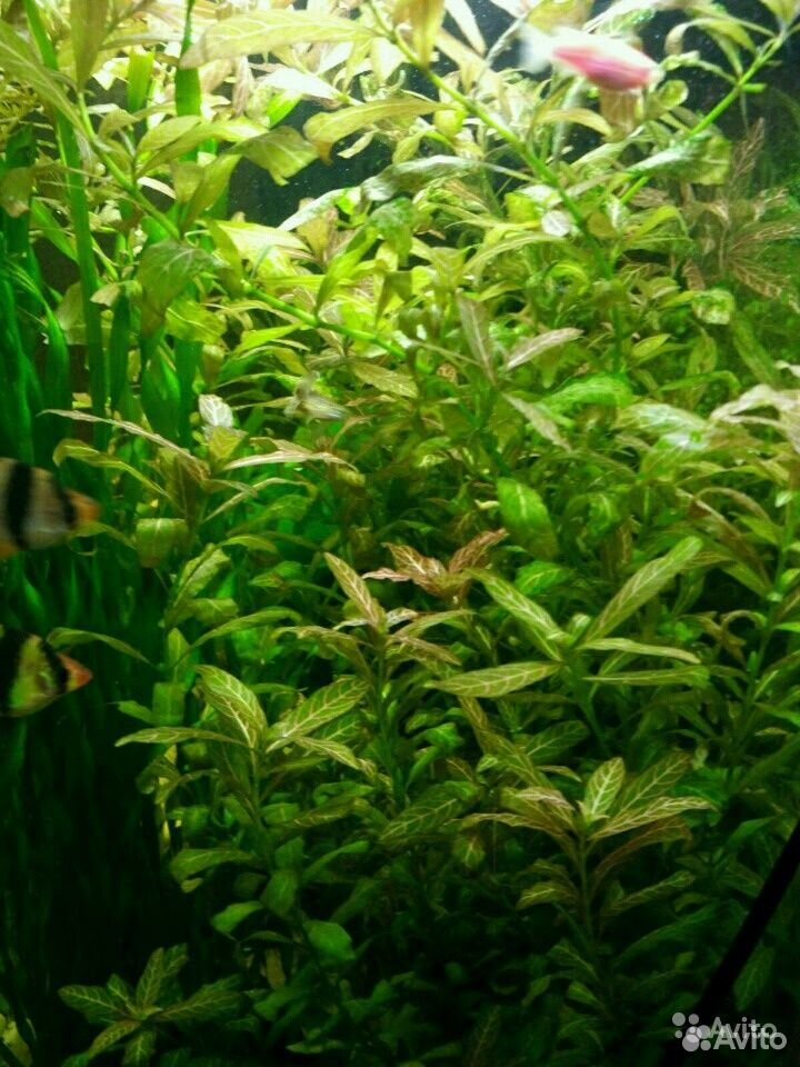 Аквариумные растения