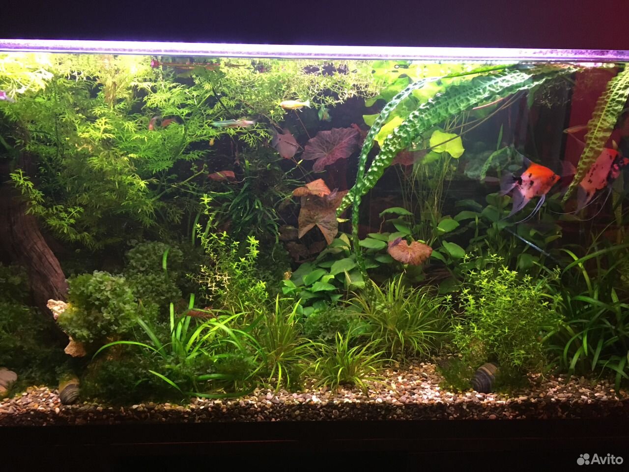 Аквариум
