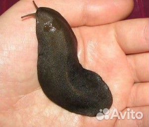 Мадагаскарские слизни