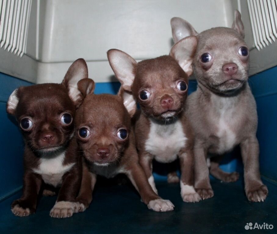 Чихомышки для Вас - на любой вкус и кошелек