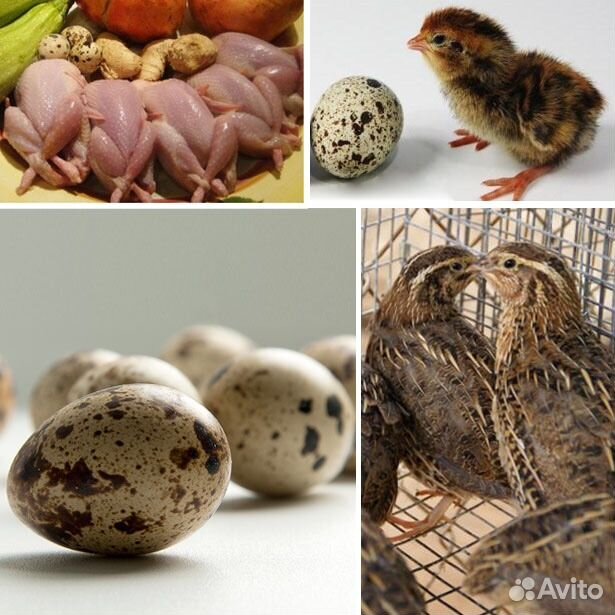 Перепела молодняк