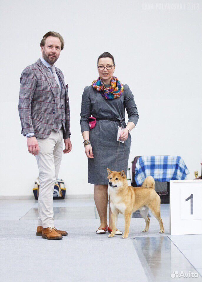 Кобель Сиба-ину