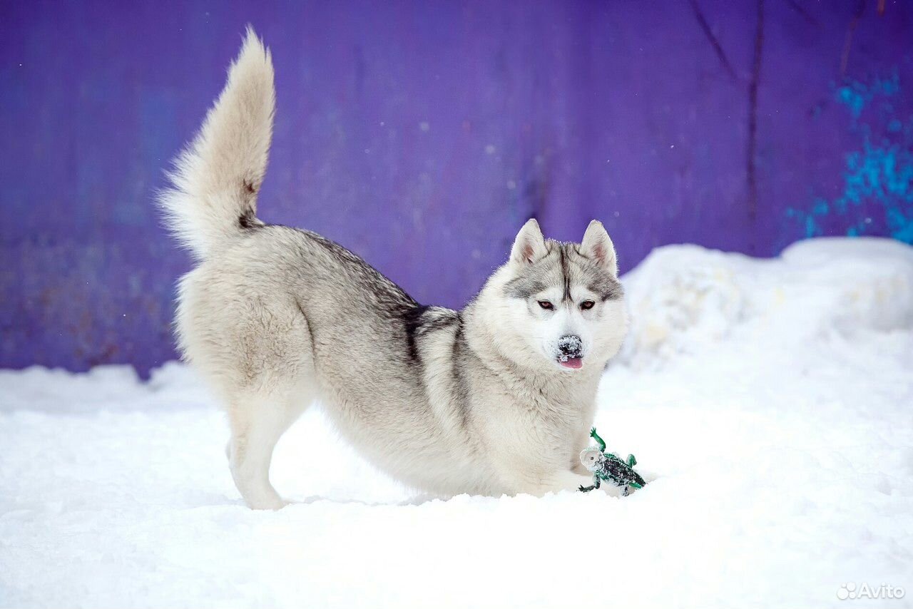 Хаски щенки