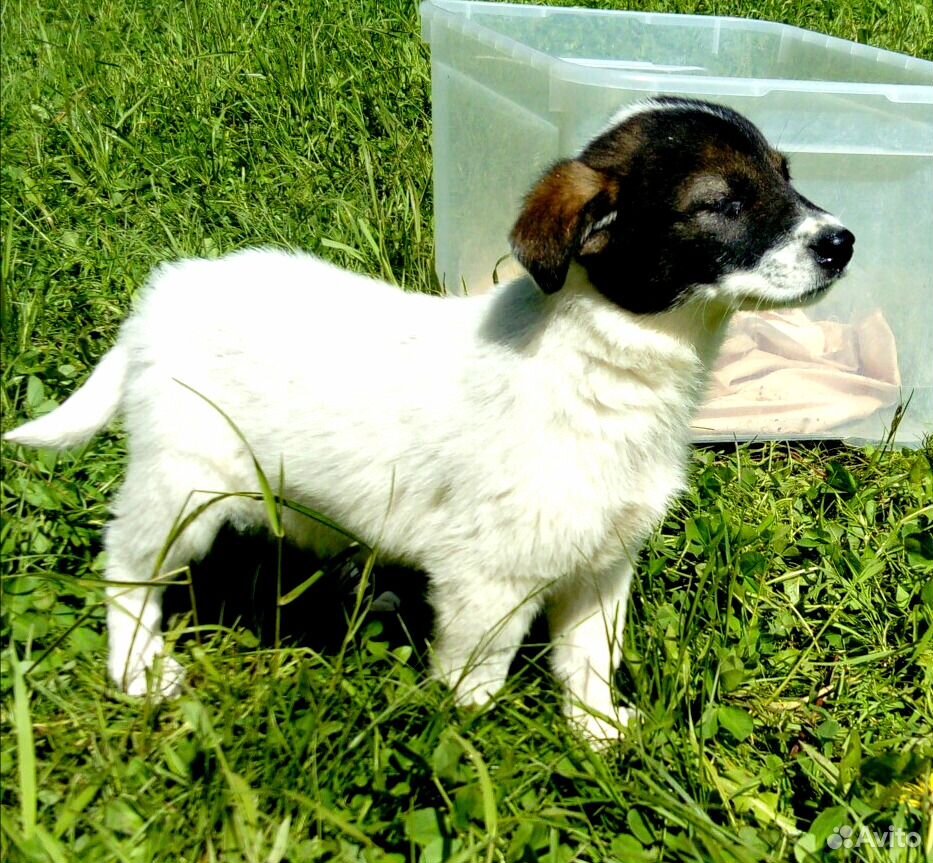 Овчаристые малыши в дар