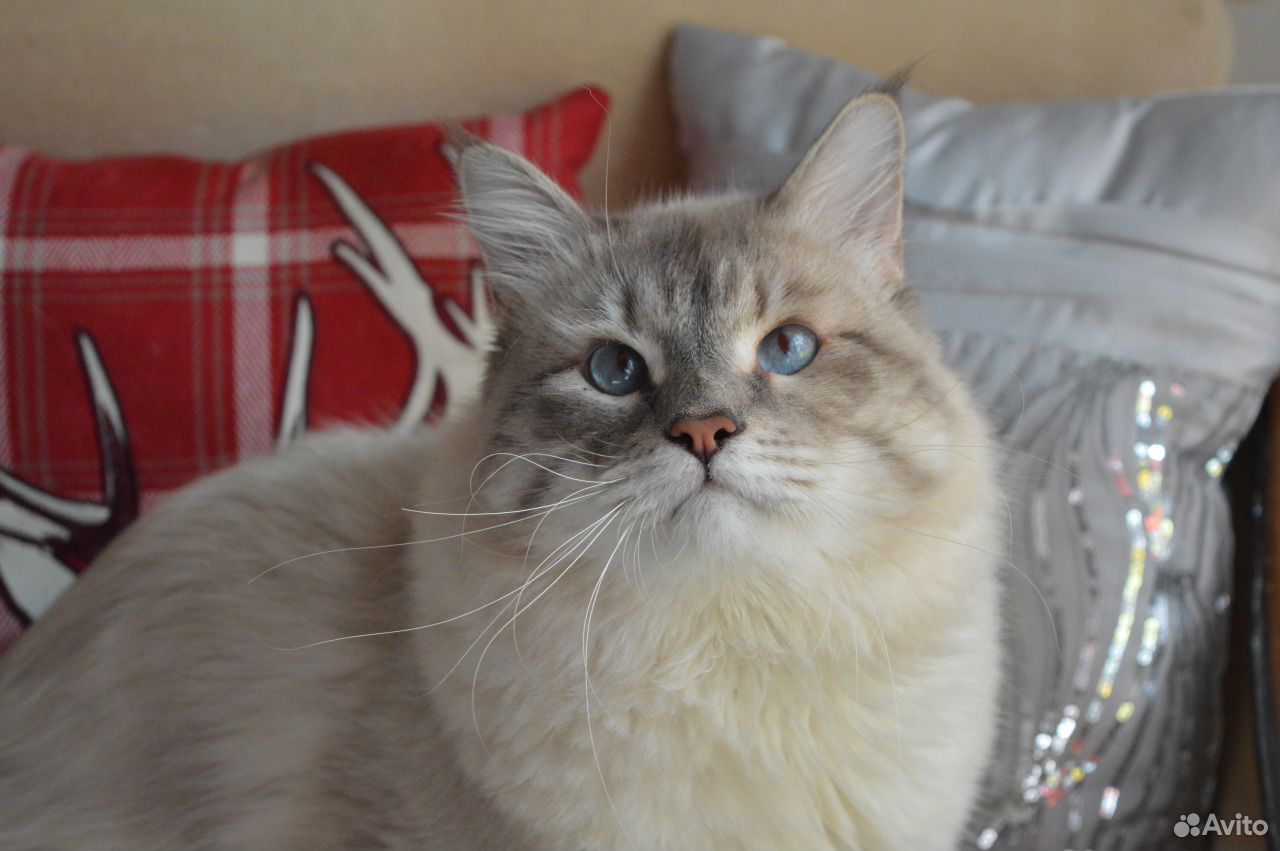 Классный Саймон
