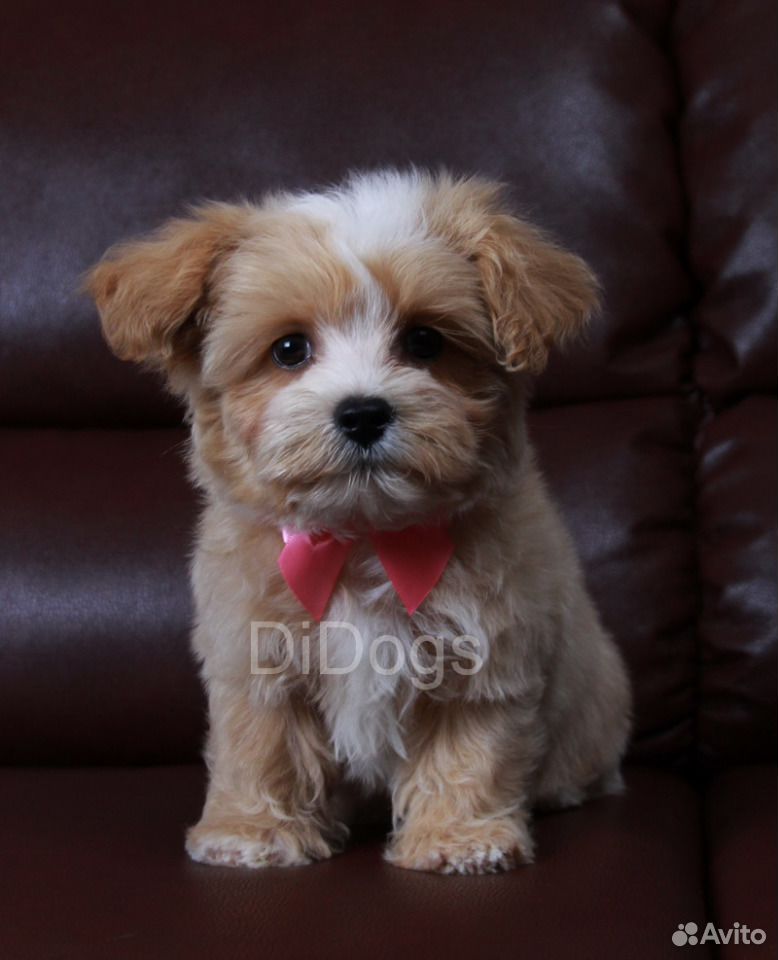 Нежнее облака, красавица Адель, не линяет