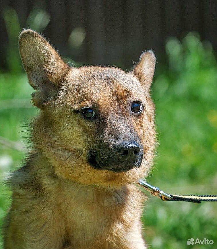 Чижик - добрый мальчик спасенный с живодерни метис