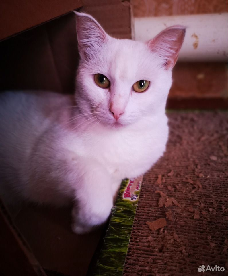 Милая кошечка Снежана