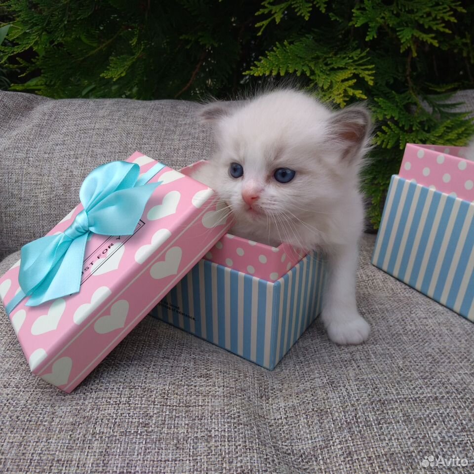 Котята Рэгдолл шоу класс