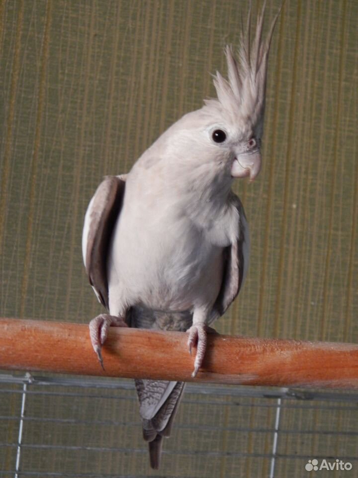 Белолицая корелла - годовалая самочка с клеткой