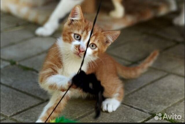 Партос 3 мес