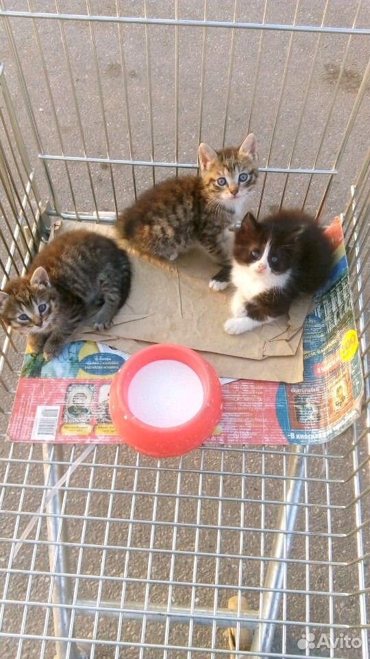 Котята в хорошие руки