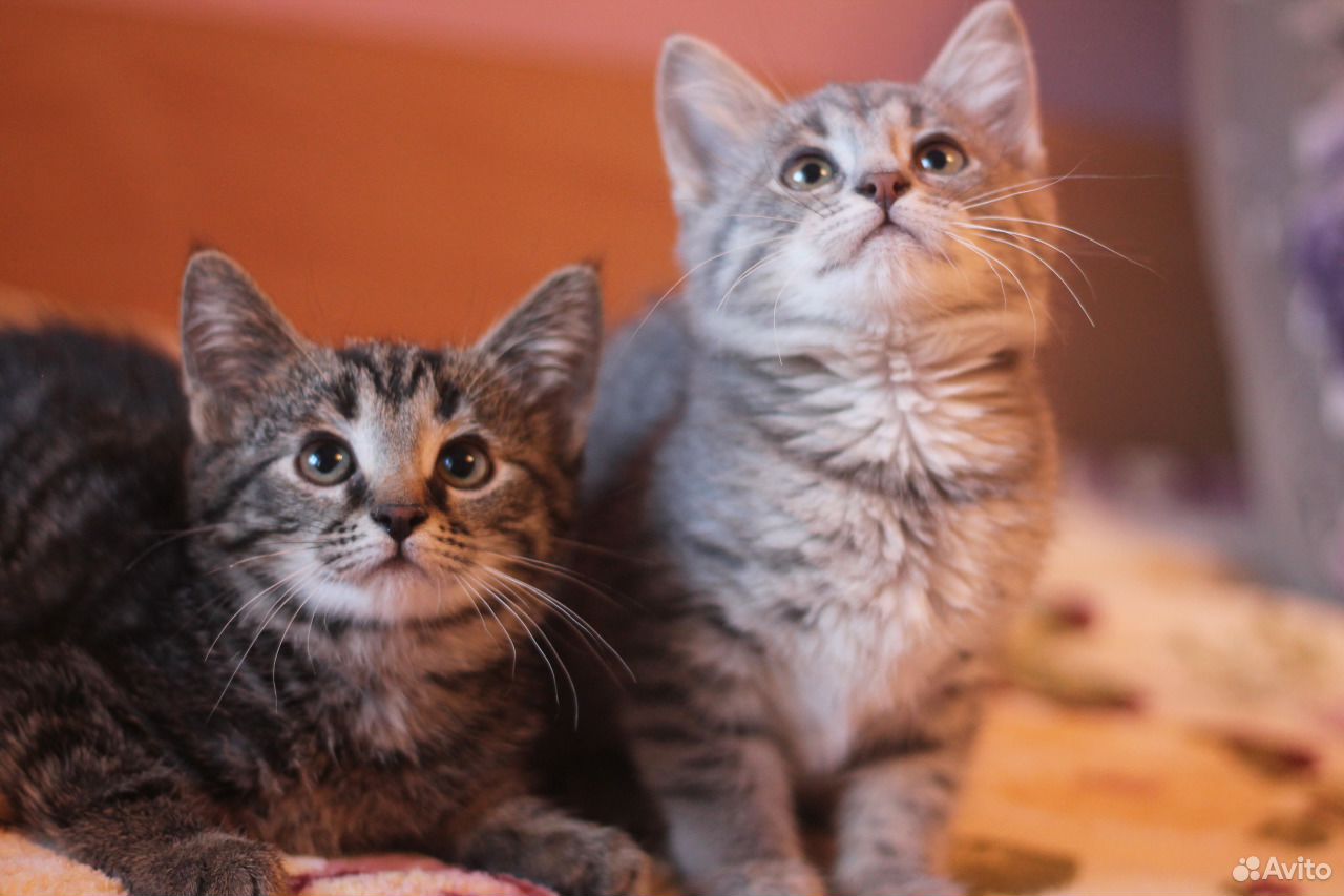 Котодетки 2 мес