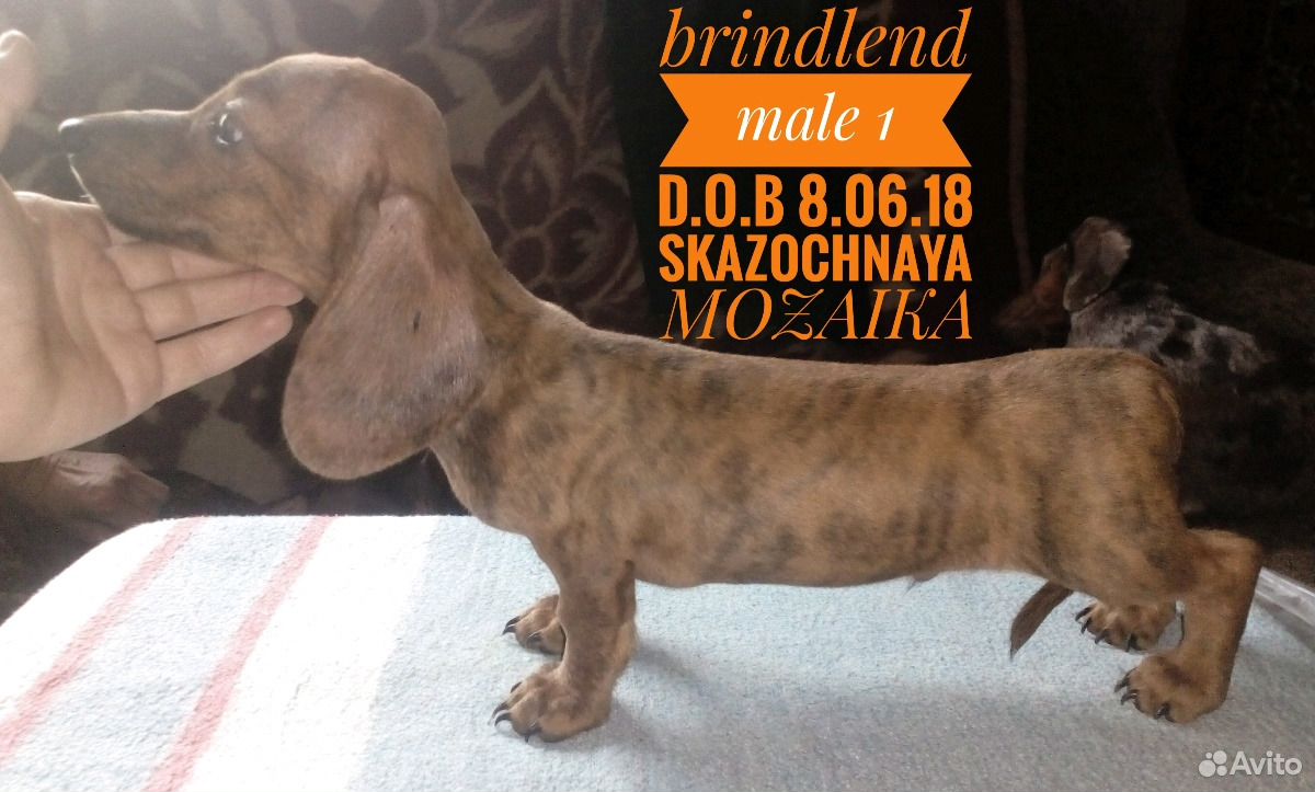 Кроличьи тигровые таксята