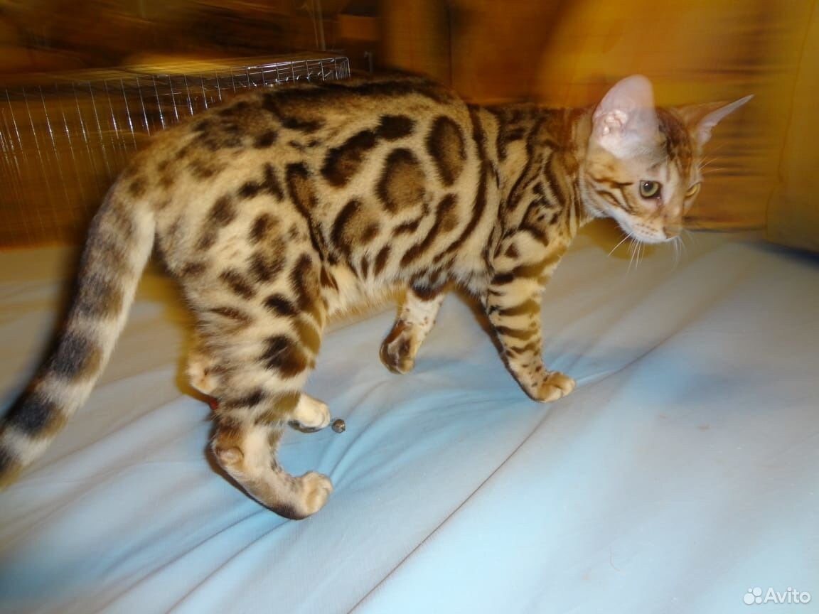 Бенгальские котята