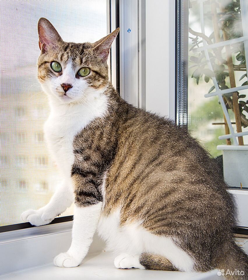 Ищем дом для Ники