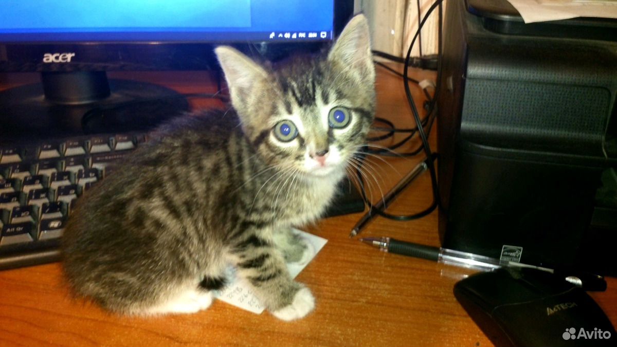 Ненужный котята в добрые руки