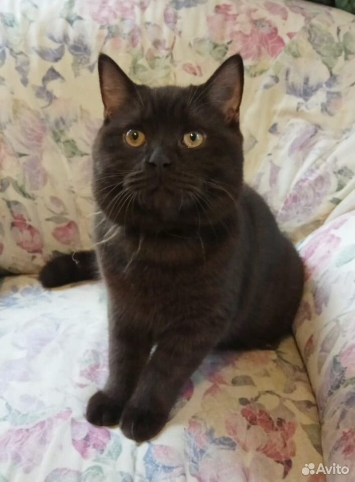 Шотландские кошки
