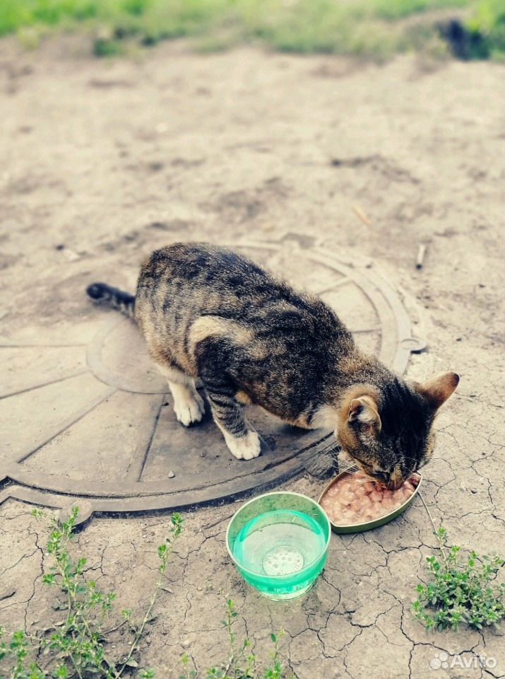 Котейка