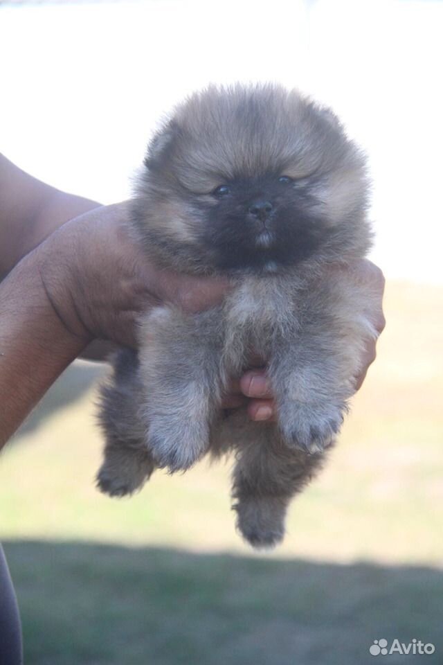 Помчик мальчик шпиц