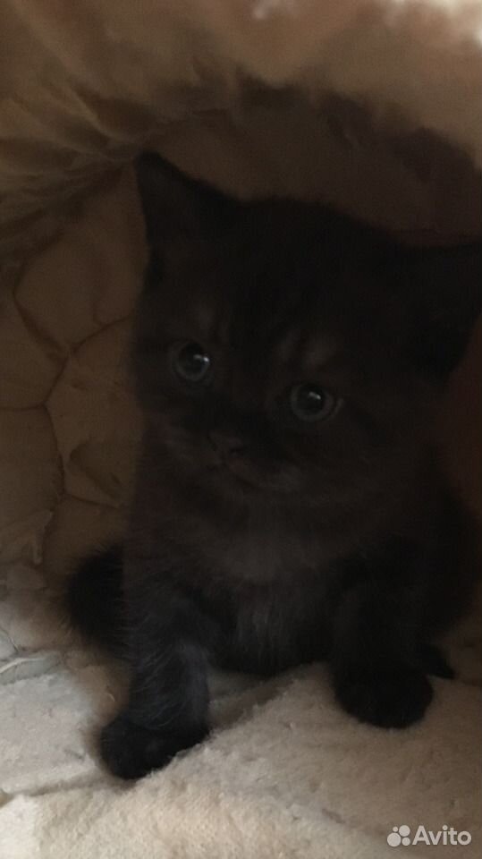 Кошки