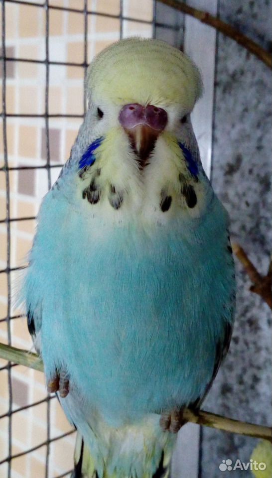 Малыши, получехи, из одного гнезда