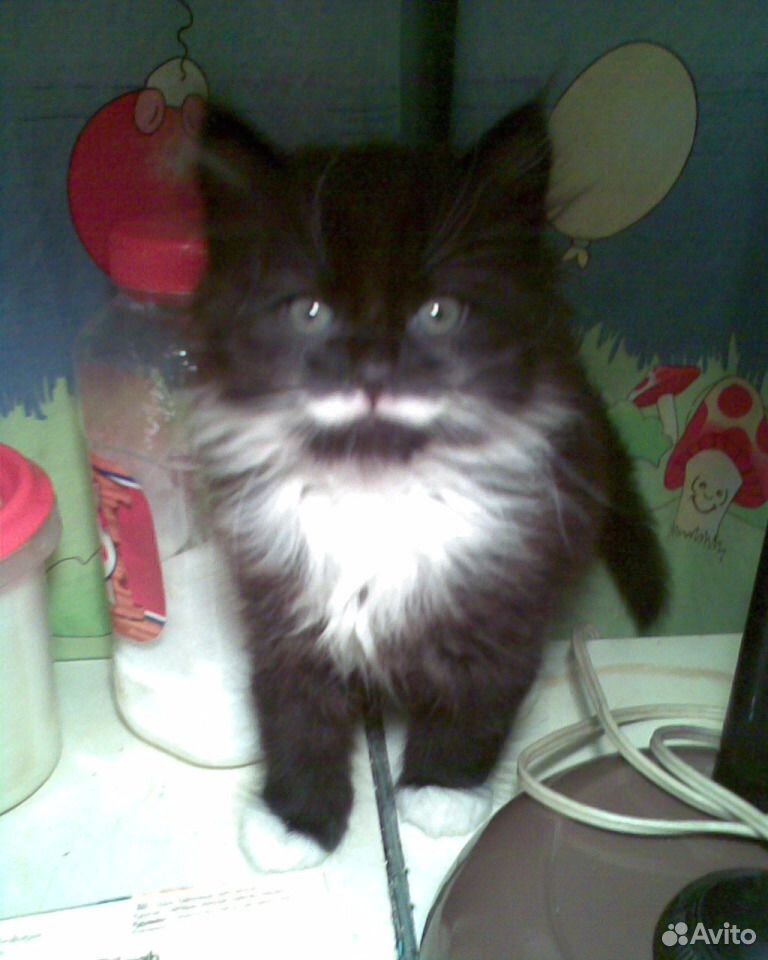 Европейской к/ш котёнок 2 мес