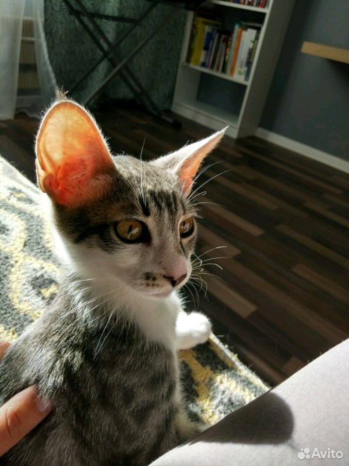 Кот Гризман