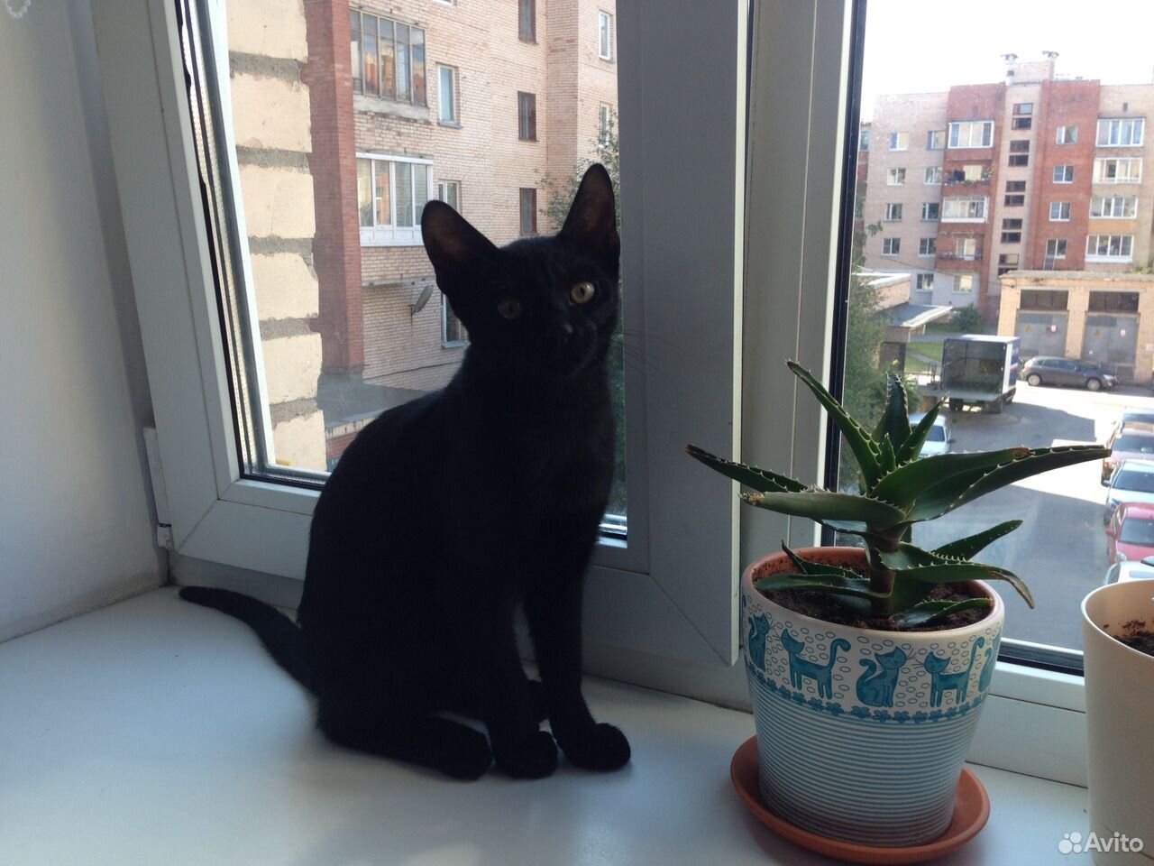 Кот. Метис Бомбея