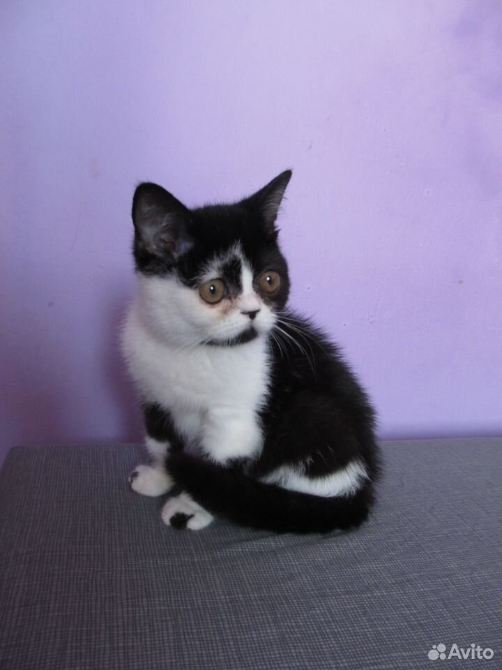 Экзотический короткошерстный котик