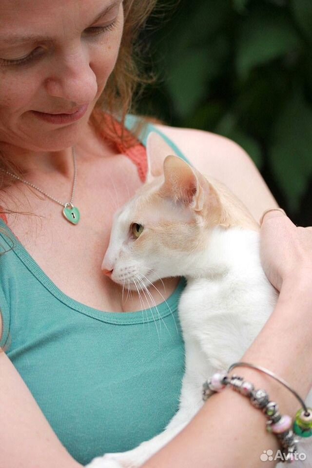 Ориенталочка Зая