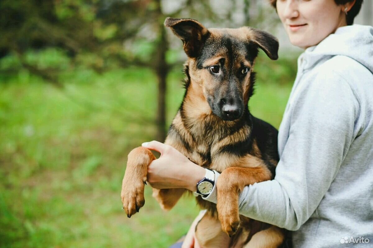 Щенок Бруно