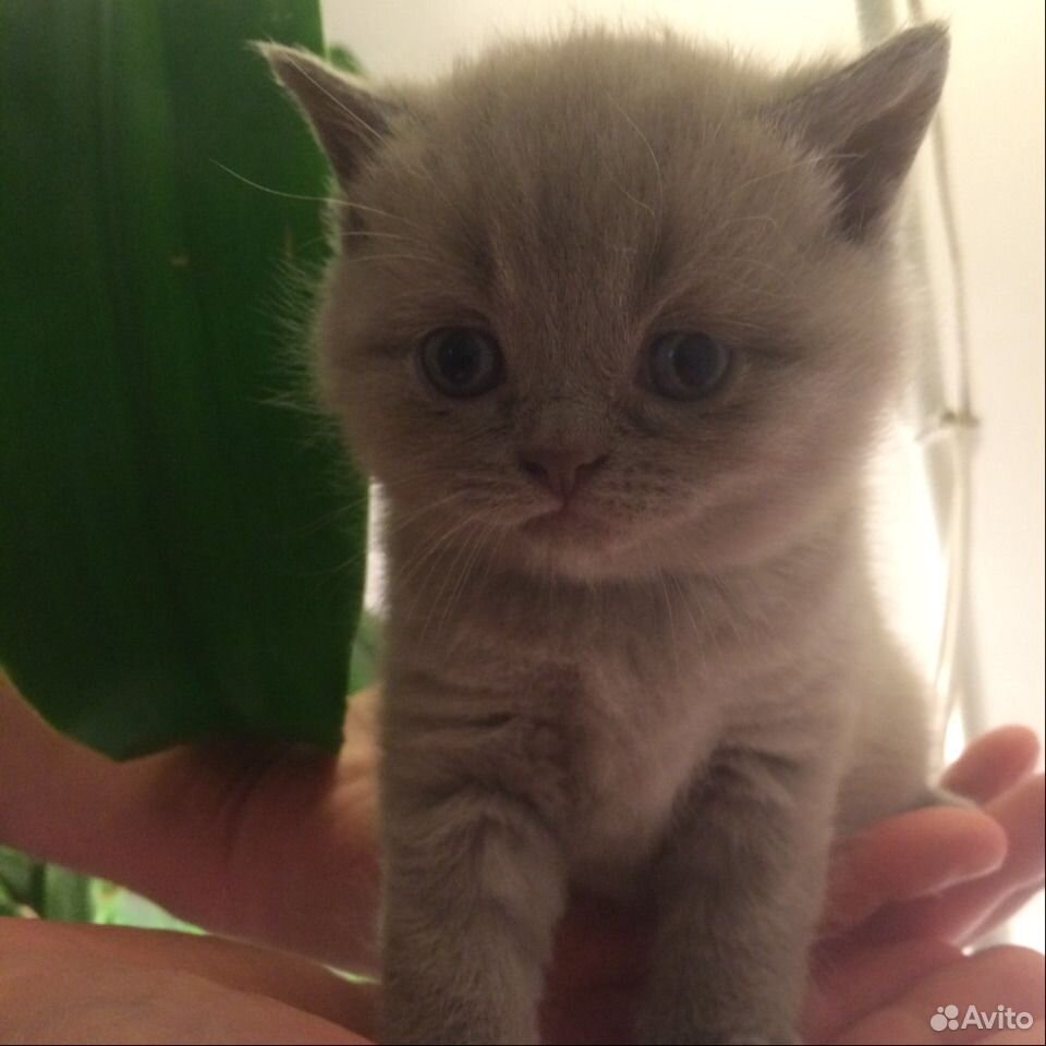 Британские плюшевые мишки