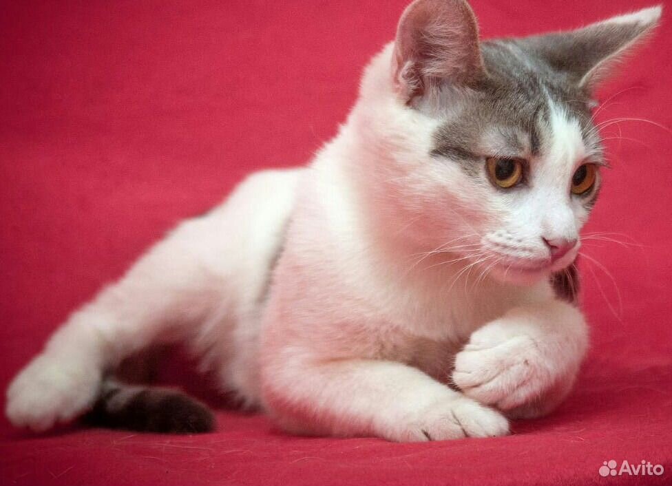 Тошка-Антошка (5 мес)