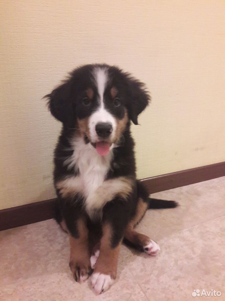 Бернский зенненхунд