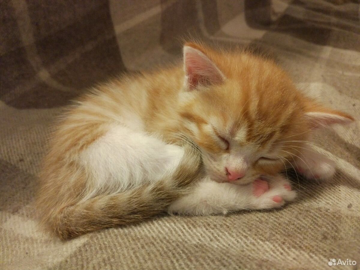 Котенок 1 месяц в хорошие руки