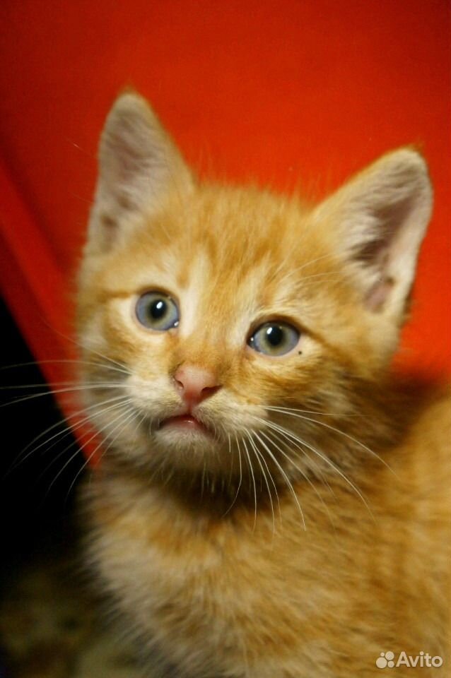 Котенок 2 месяца в добрые руки