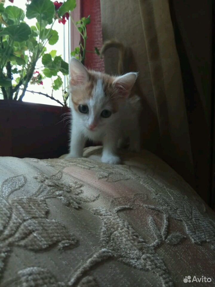 Турецкий ван котенок в дар мальчик 1 мес