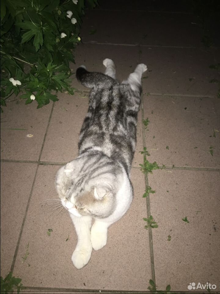 Случка