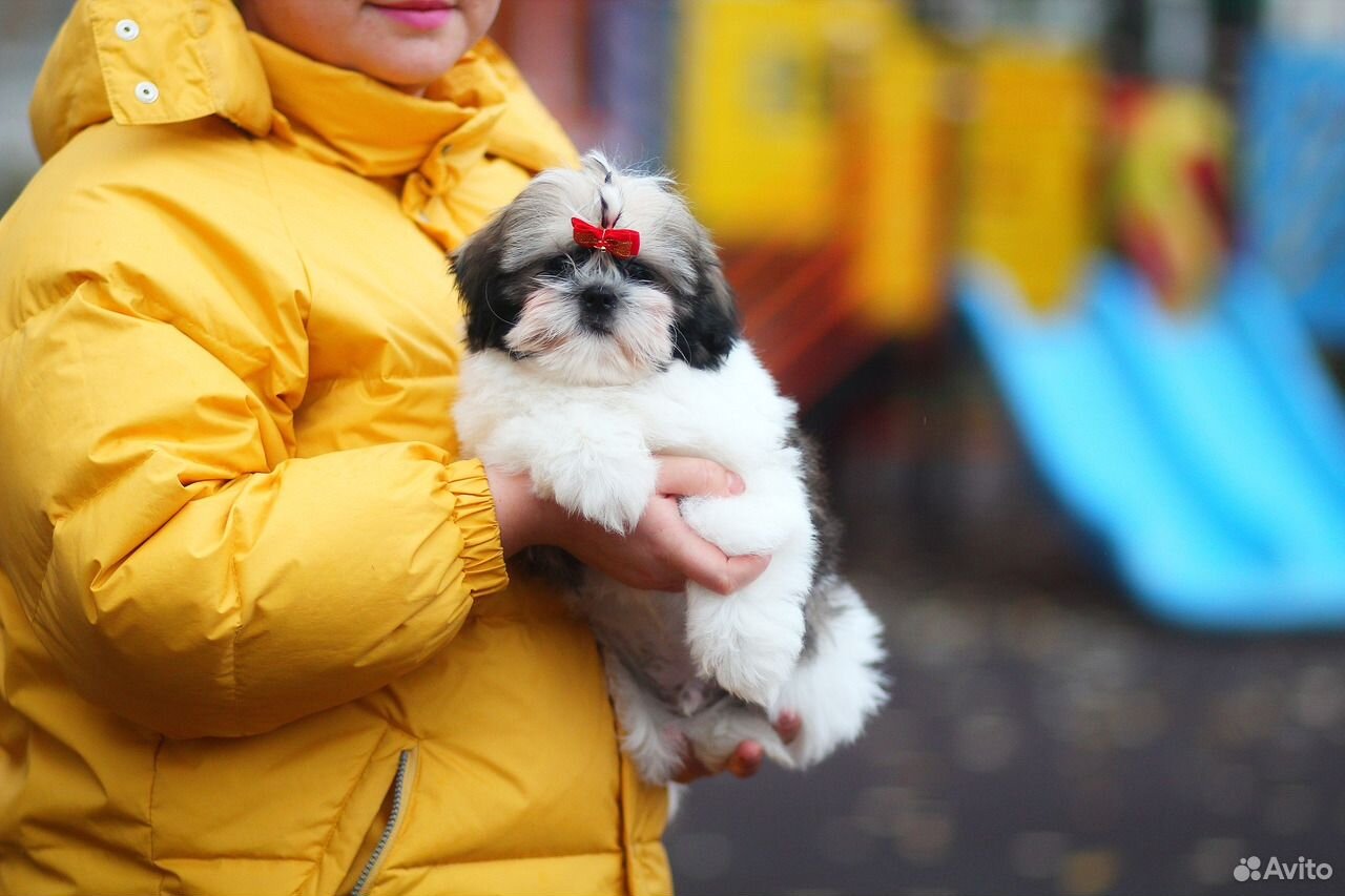 Великолепный мальчик Ши-тцу