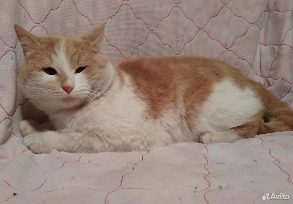 Рыже-белый кот Плюш, принесёт удачу и радость