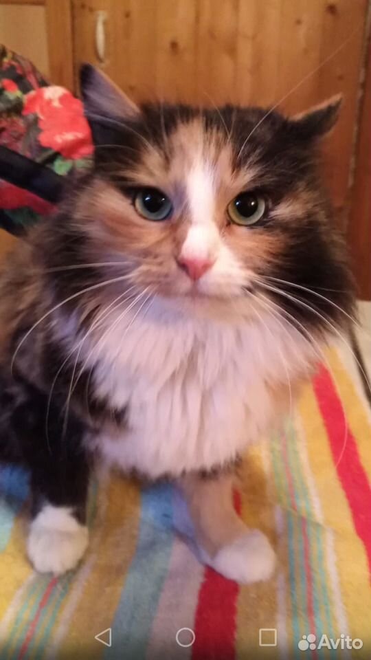 Роскошная трехцветная кошка с раскосыми глазами