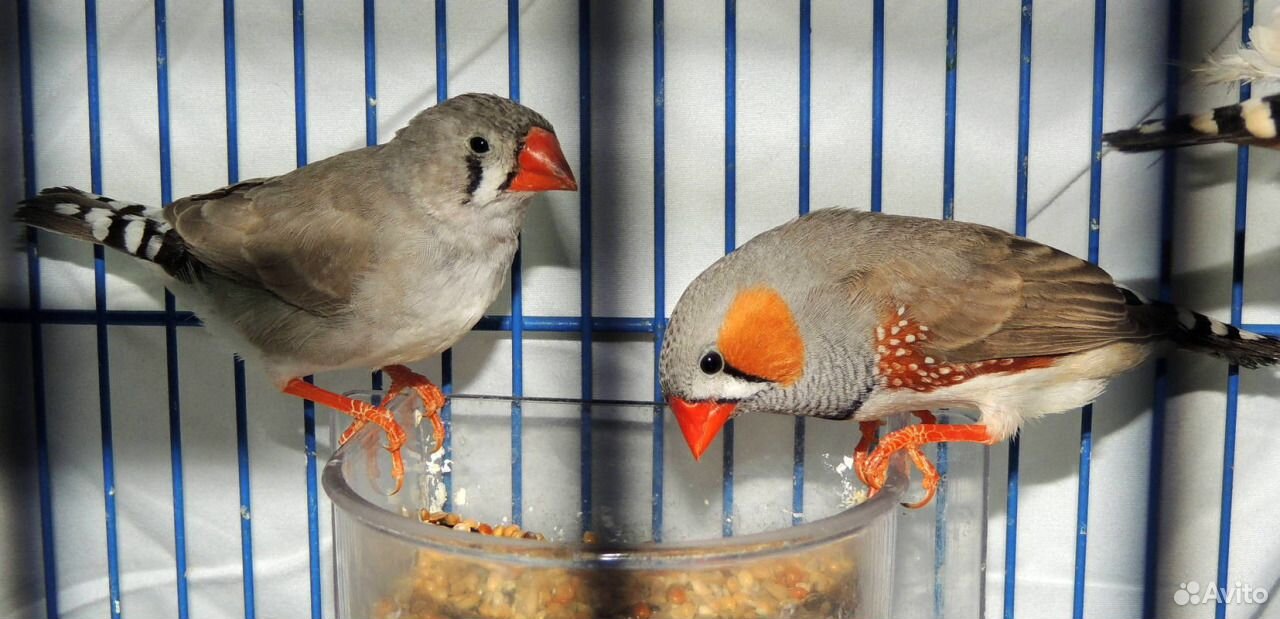 Амадины зебровые