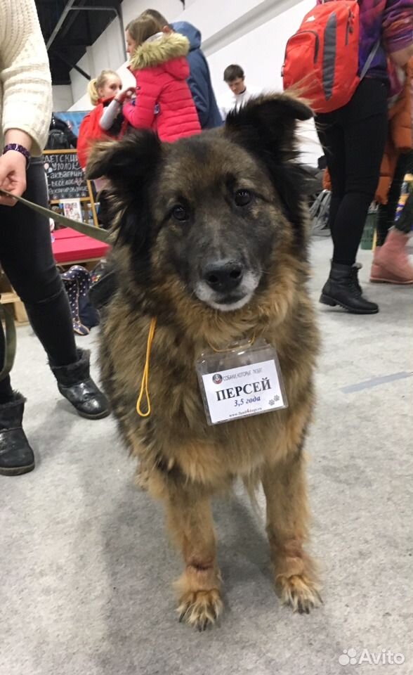 Пёс Персей